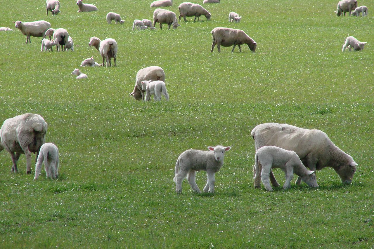 Lamb deaths emerging as a welfare issue - ABC News