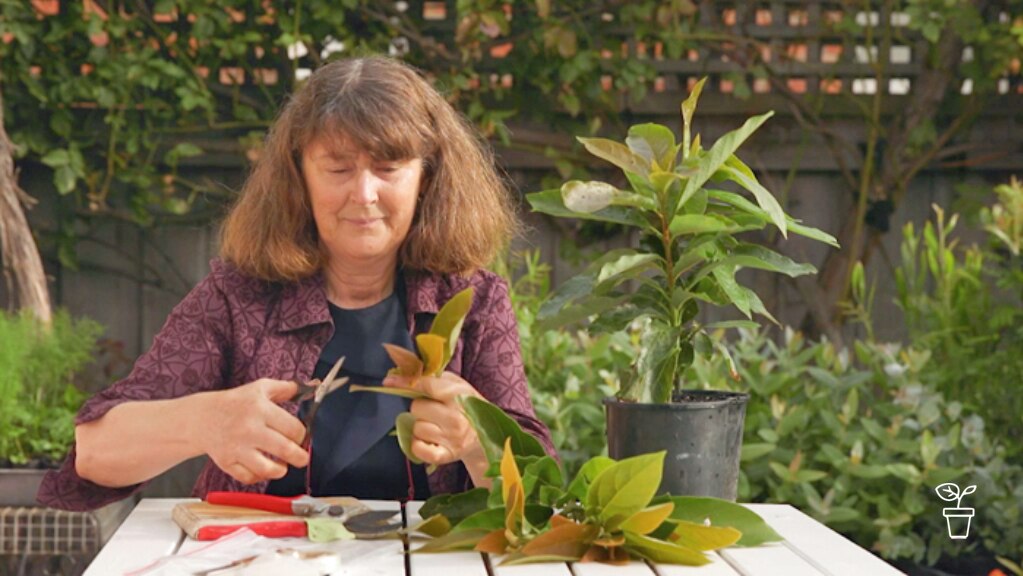 Backyard Botanist - Gardening Australia