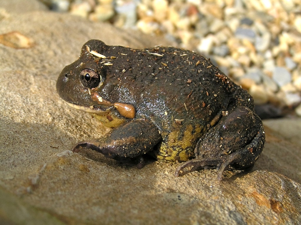 Melbourne Water invites contributions to Frog Census - ABC listen