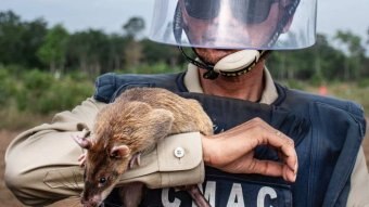 Cambodia's landmine-sniffing 'hero' rat Magawa dies aged 8 - ABC News
