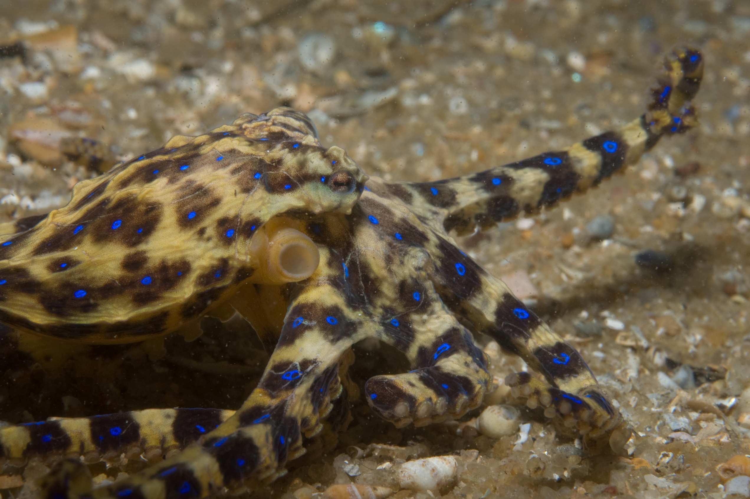 Venomous blue-ringed octopuses spotted in rockpools around Port ...