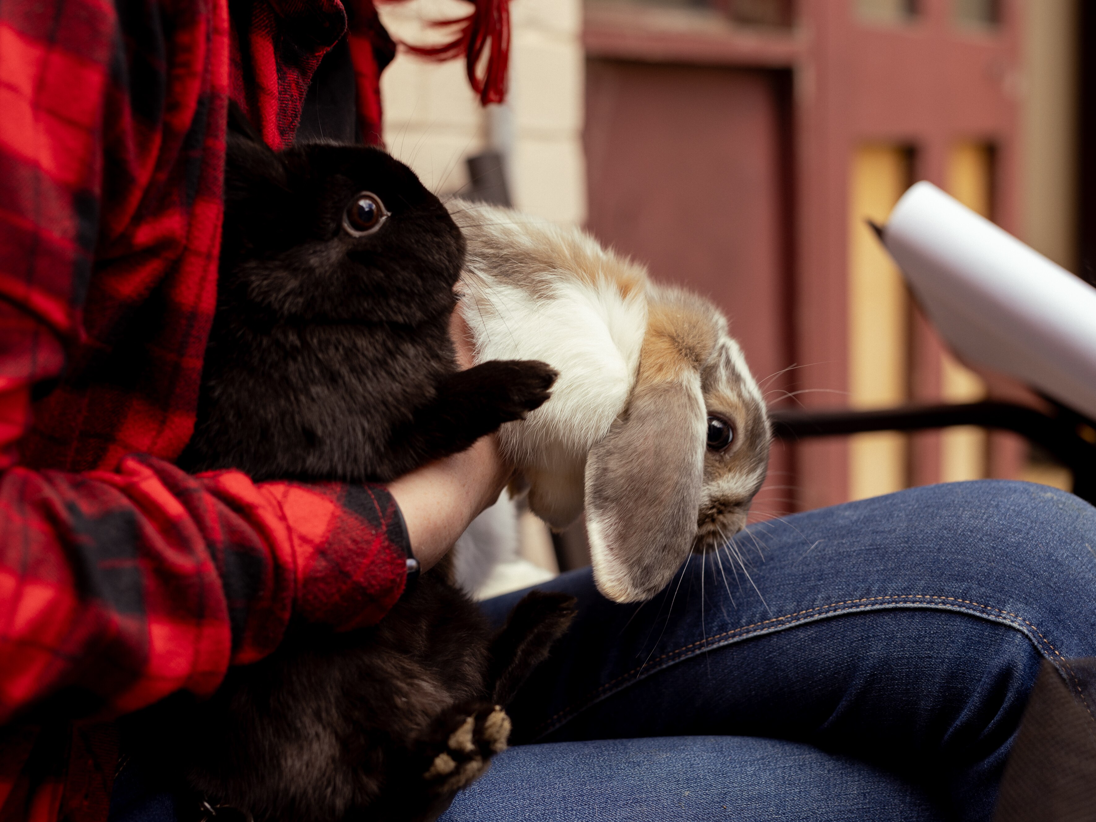 Pets in the park - ABC News