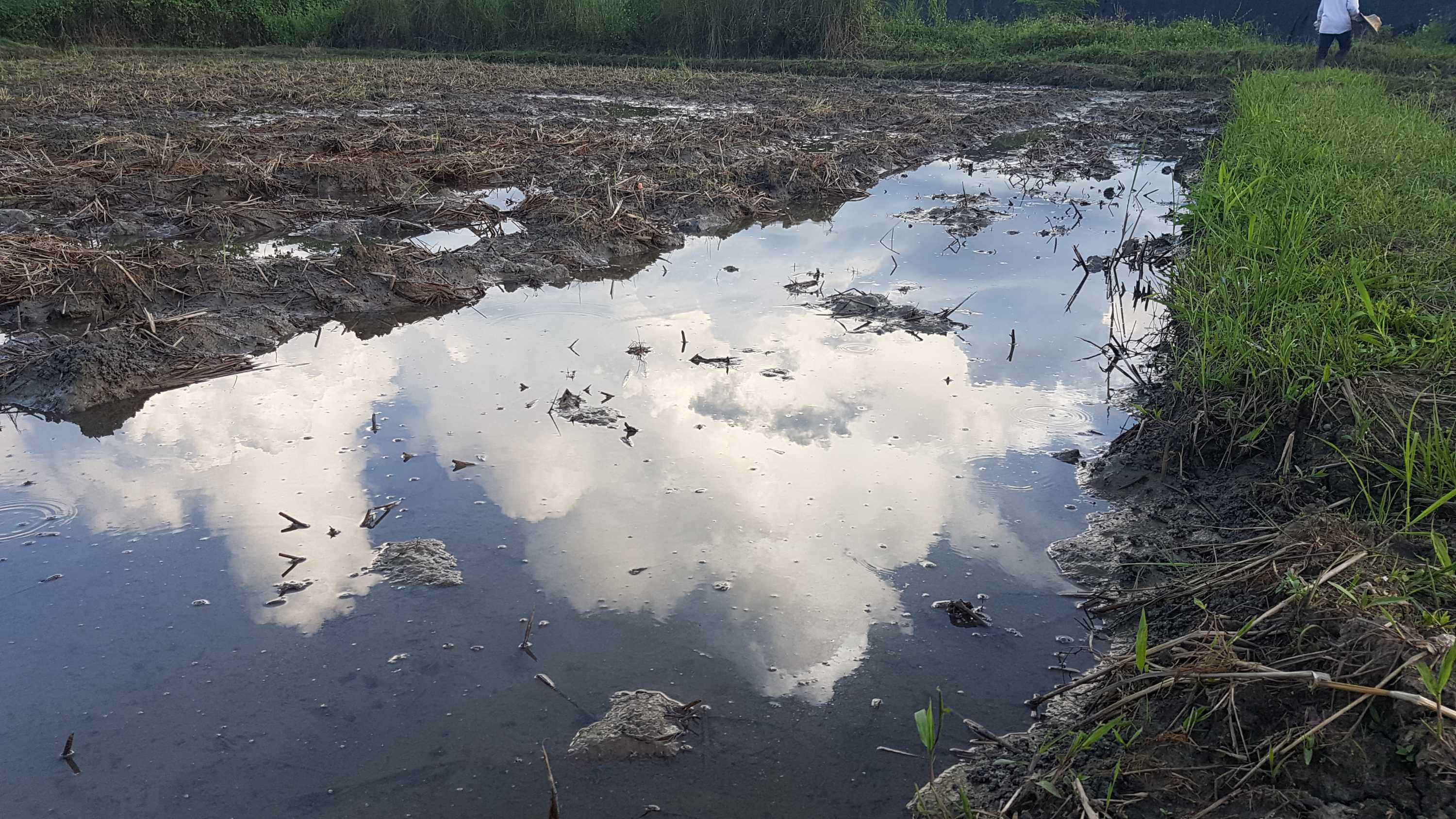 Thai cave rescue: Rice farmer plans to keep volunteering despite ...