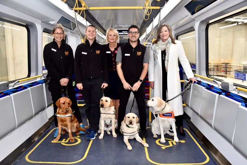 How are guide dogs trained to catch public transport? - ABC Melbourne