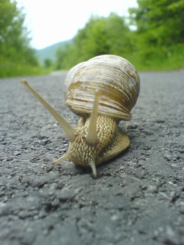 Can a snail be left-handed? Science with Merryn McKinnon - ABC listen