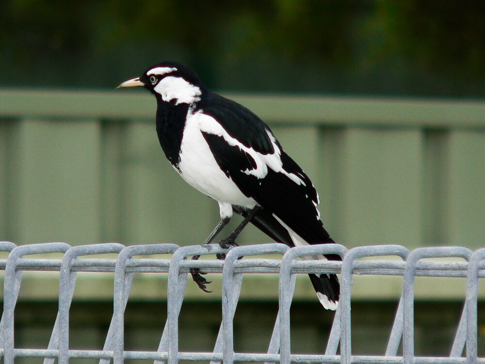 Fake owls not an effective option for deterring pesky birds, expert ...