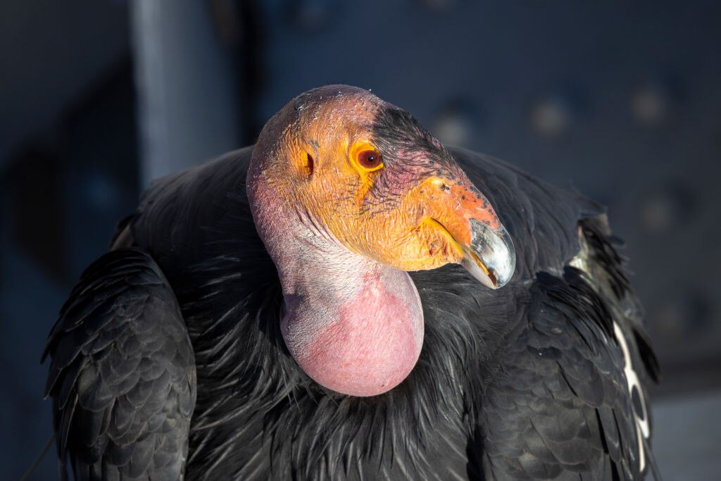Isotopes reveal ecological changes in condors, fur seals and turtles ...