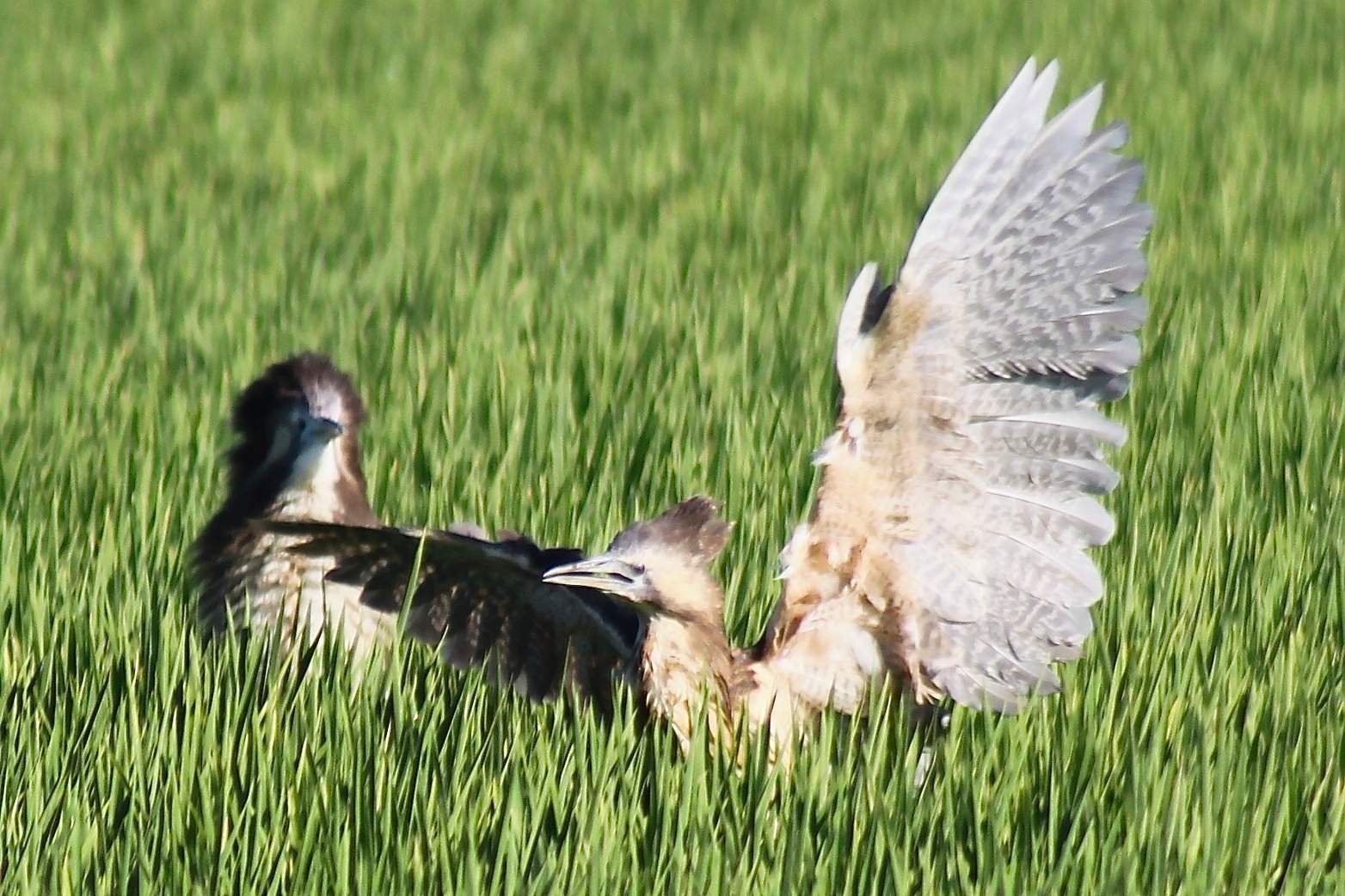 Once bittern twice shy - ABC Radio National