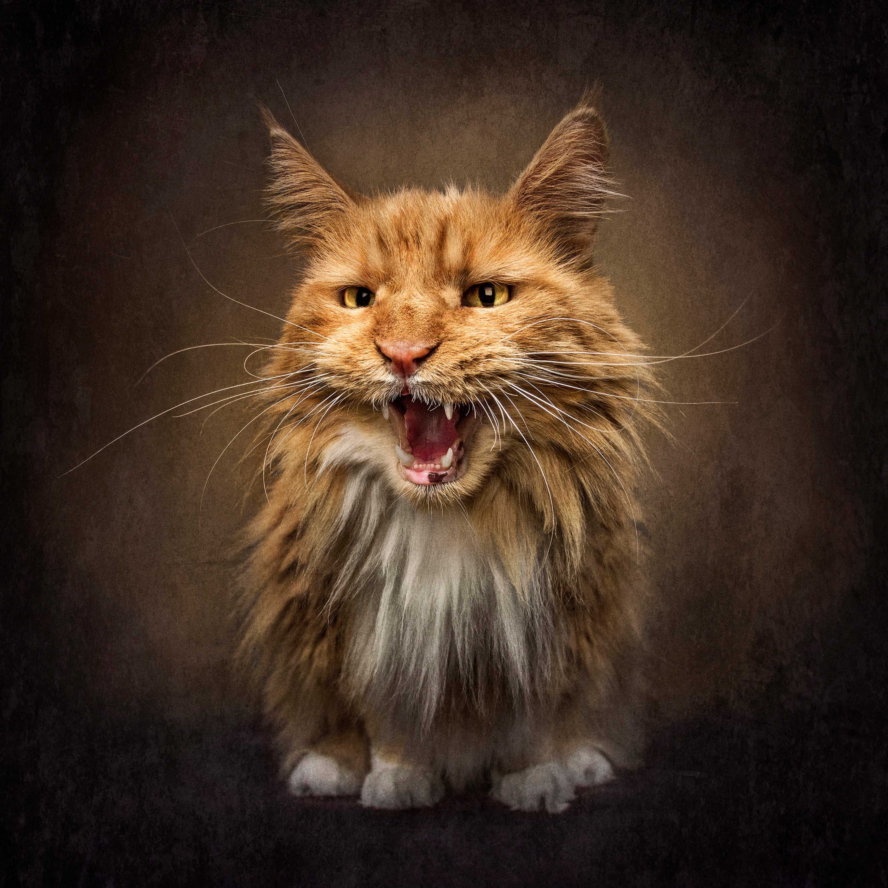 Comparing human emotions with those of animals - ABC listen