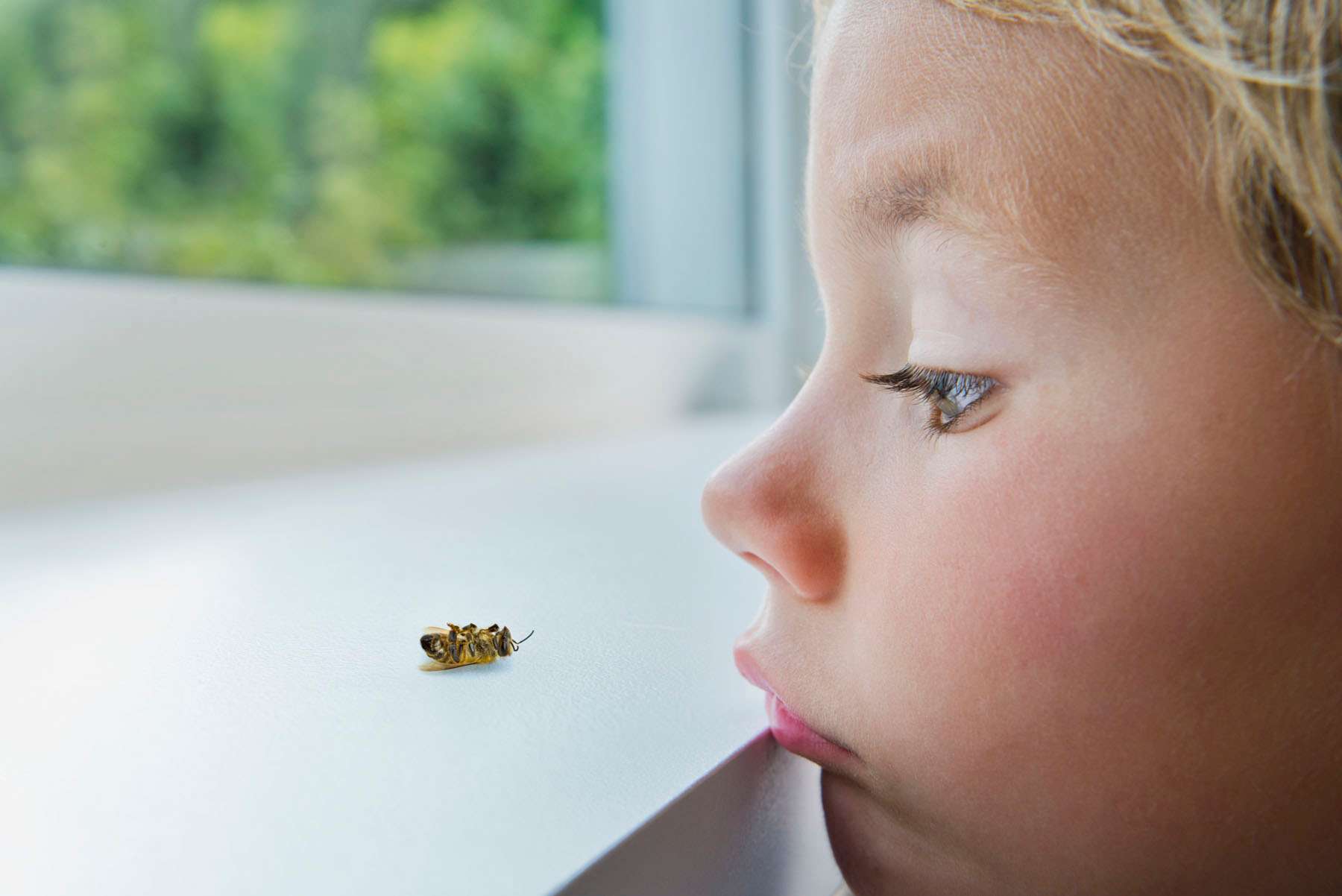 The bee and its place in history - ABC listen