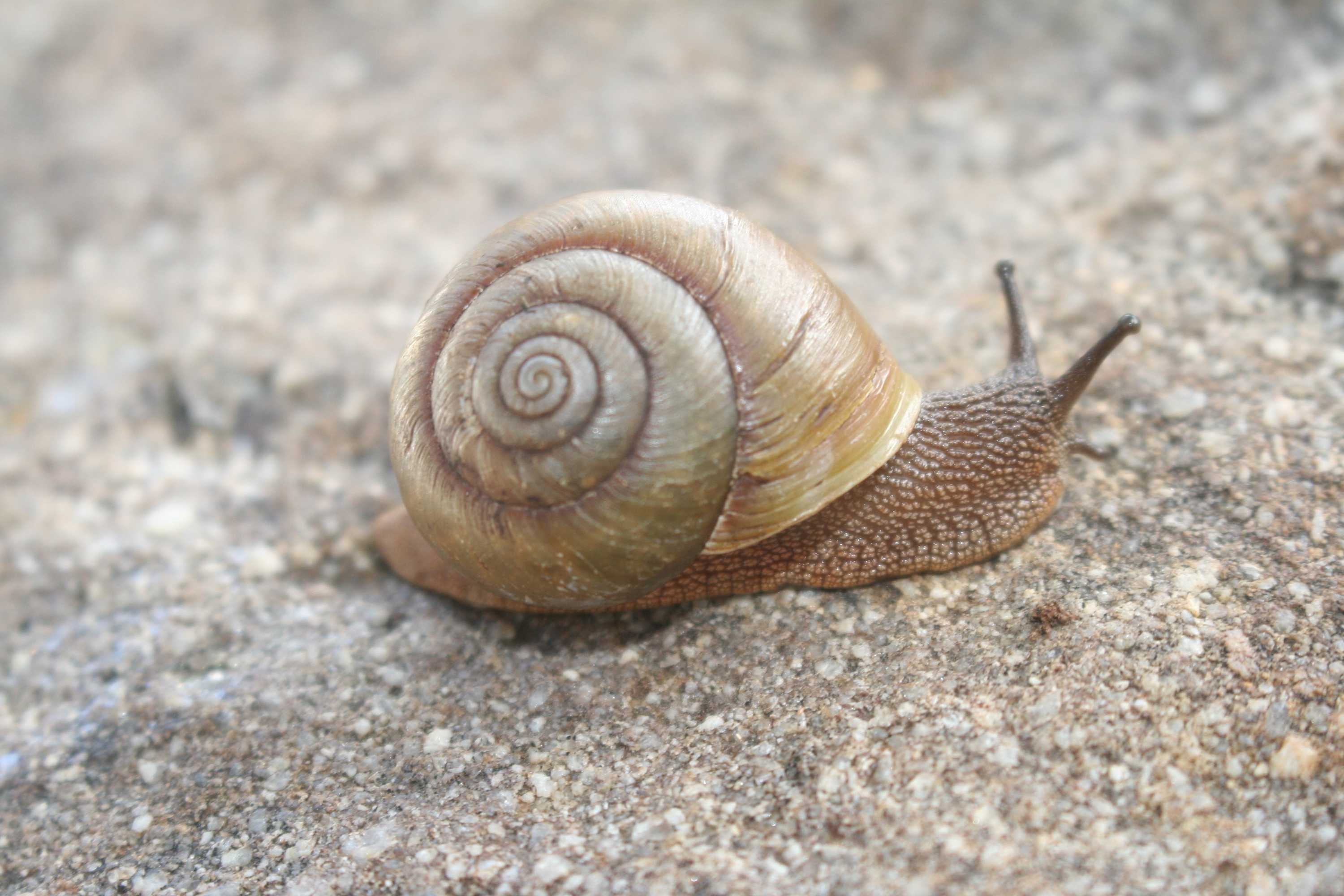 New species of snail discovered in Queensland's southern highlands ...