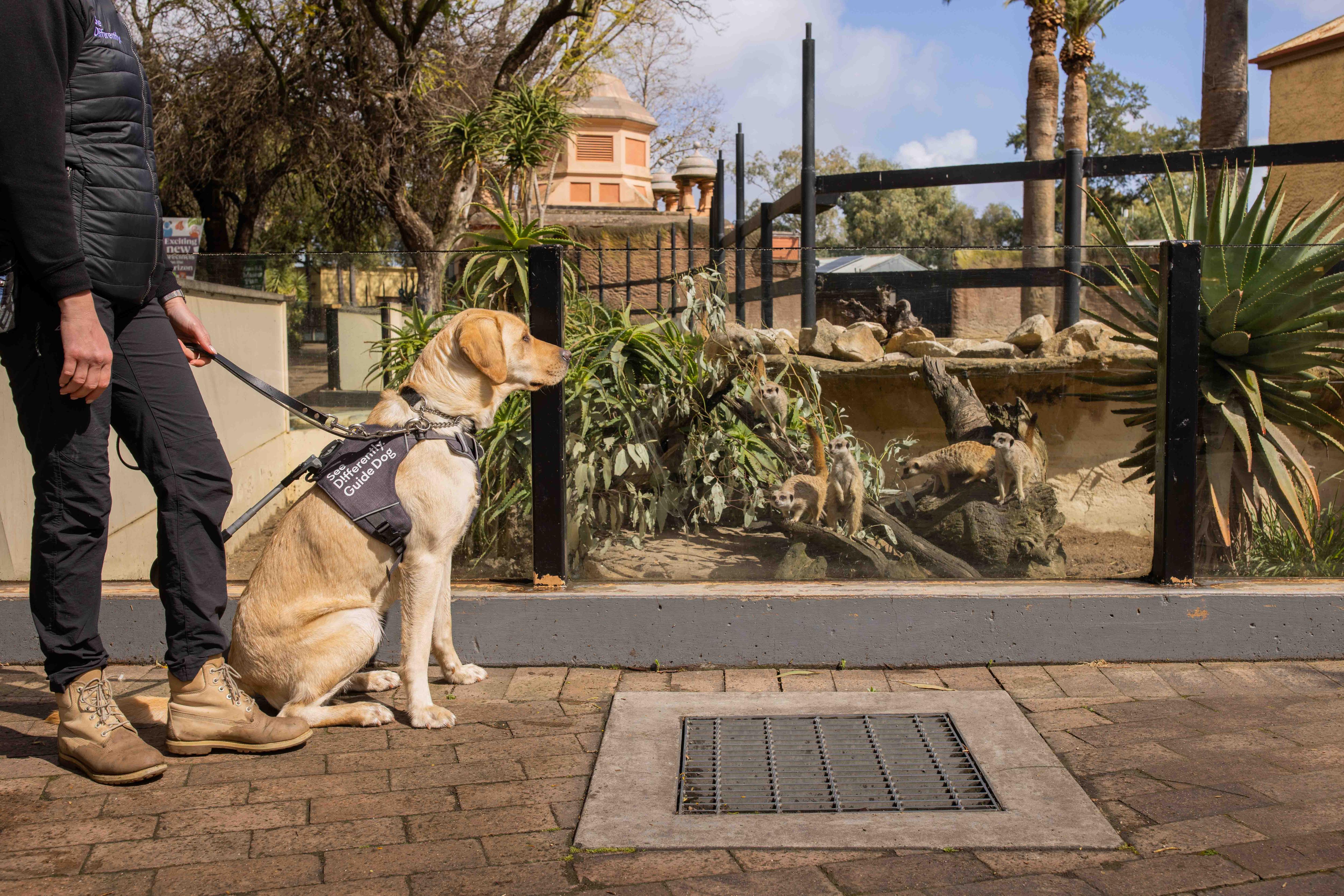 Assistance dogs welcomed at Adelaide Zoo under first-of-its-kind ...