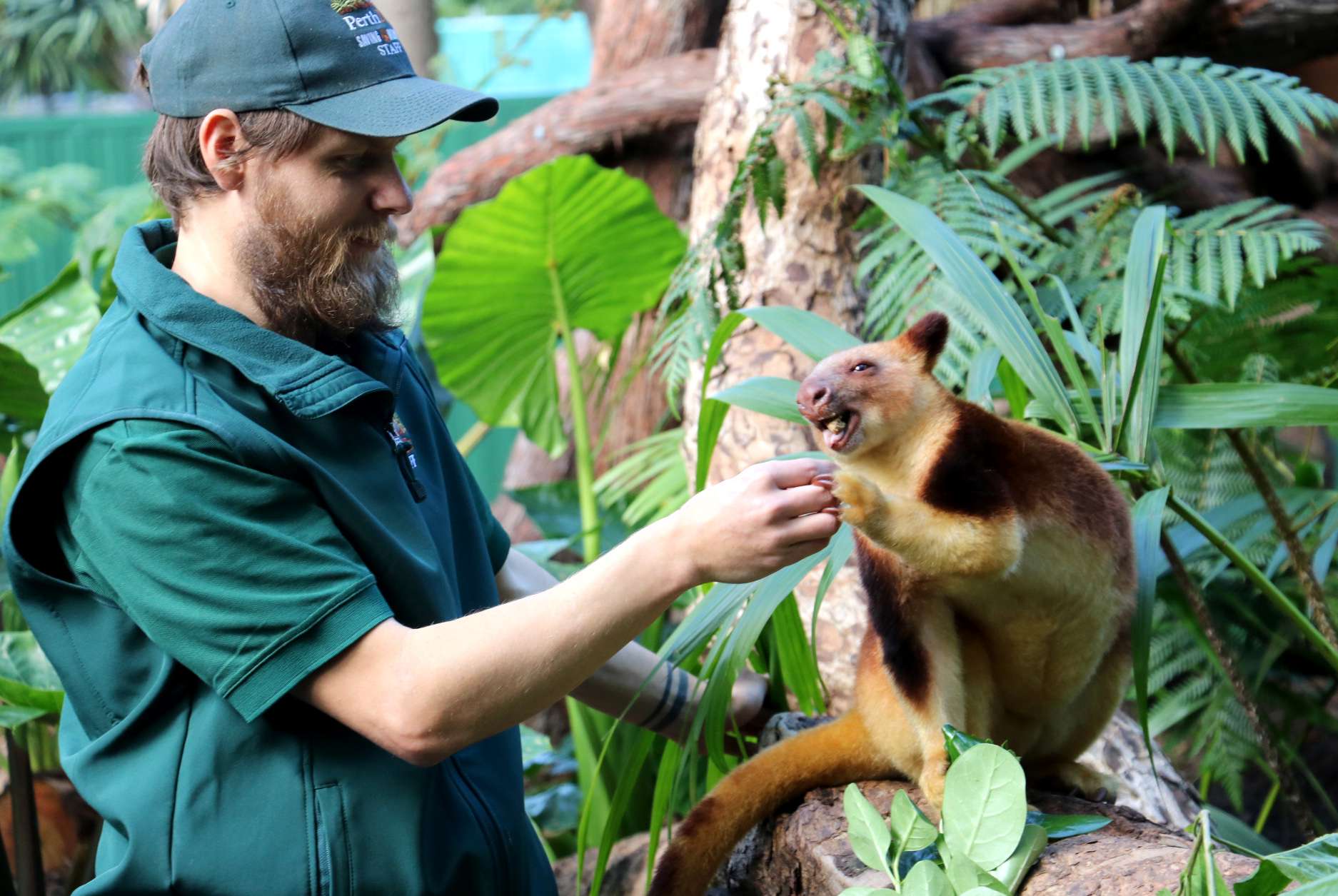 Perth Zoo celebrates birth of endangered Goodfellow's tree kangaroo ...