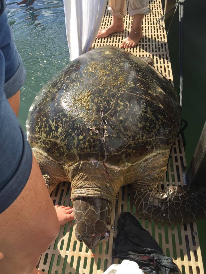 Turtle thought to be 100 years old dies after being struck by boat off ...
