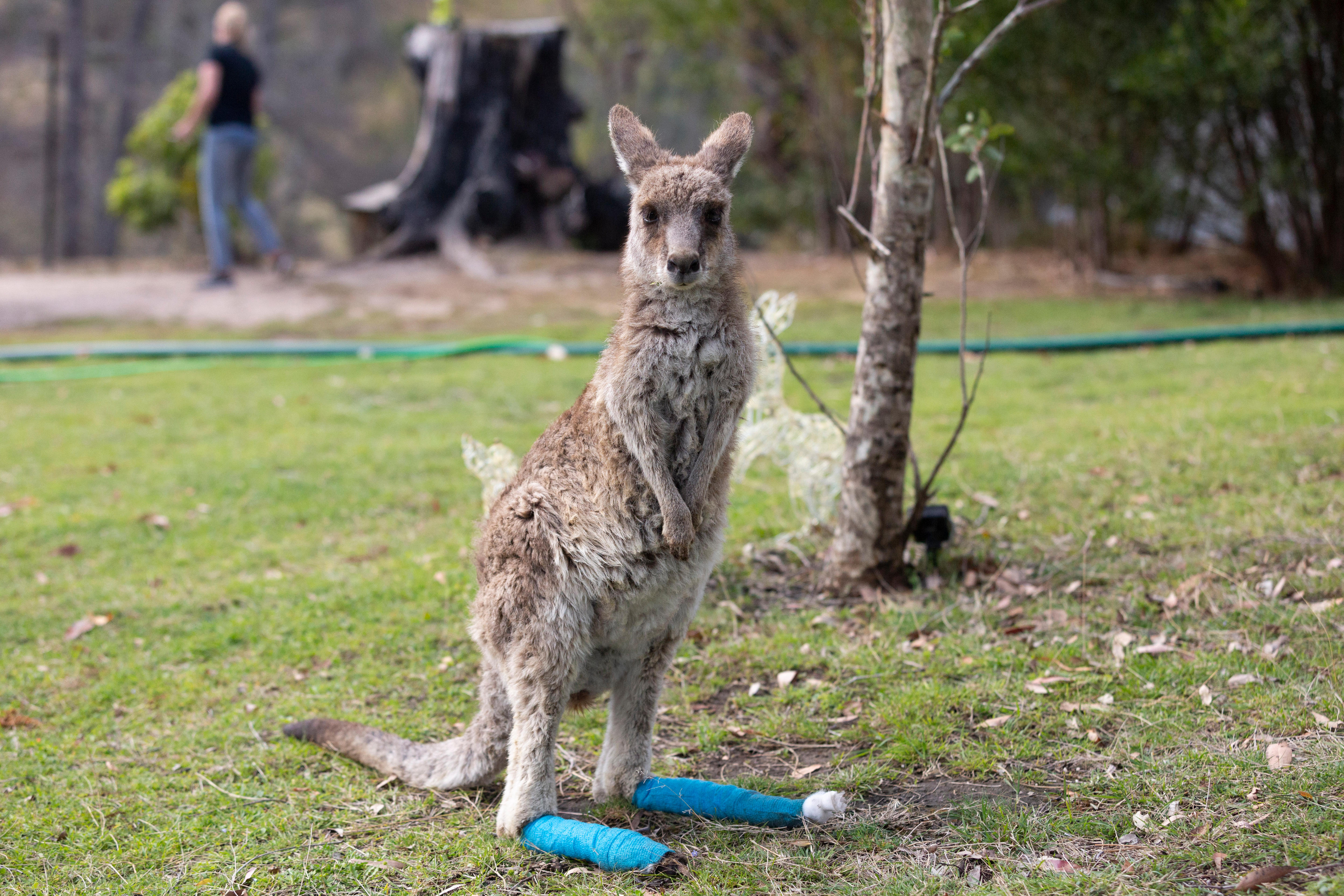Cobargo wildlife sanctuary rehabilitates 11 eastern grey kangaroos that ...