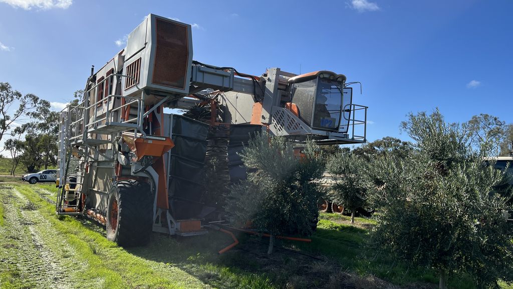 Olive harvest in full swing at Boort - ABC News