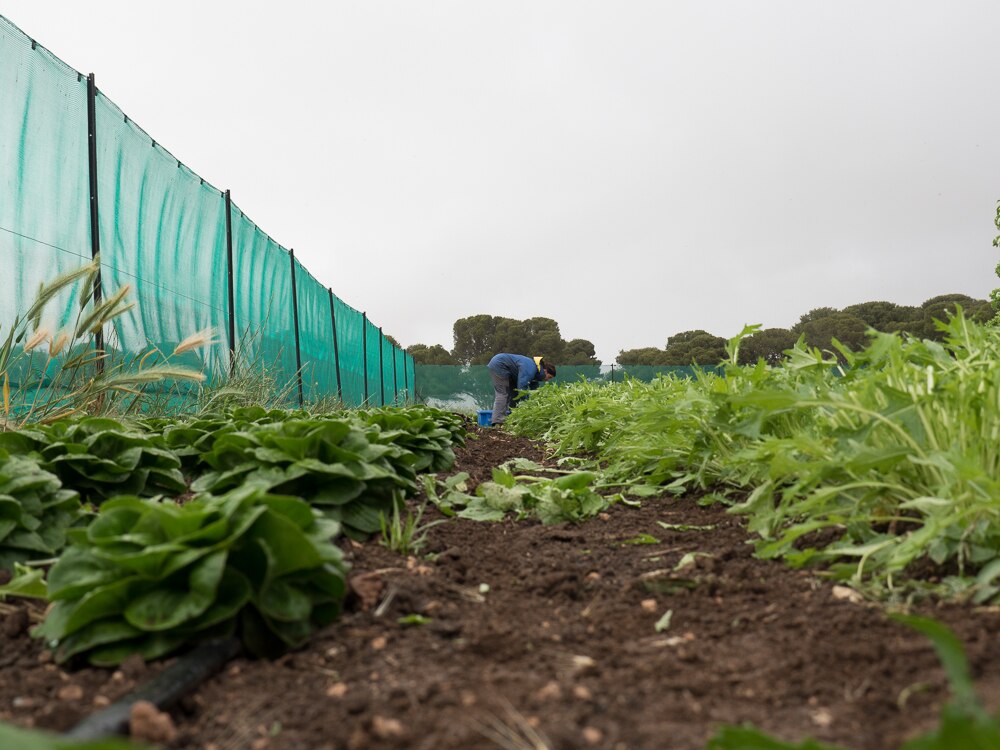Aldinga small-scale market garden celebrates first year of organic ...