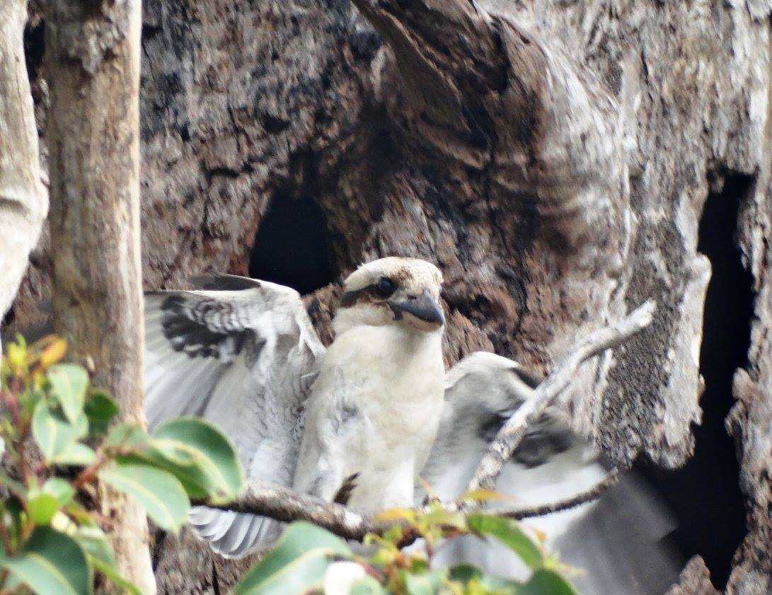 What can you do about a bossy bird in your garden? - ABC Hobart