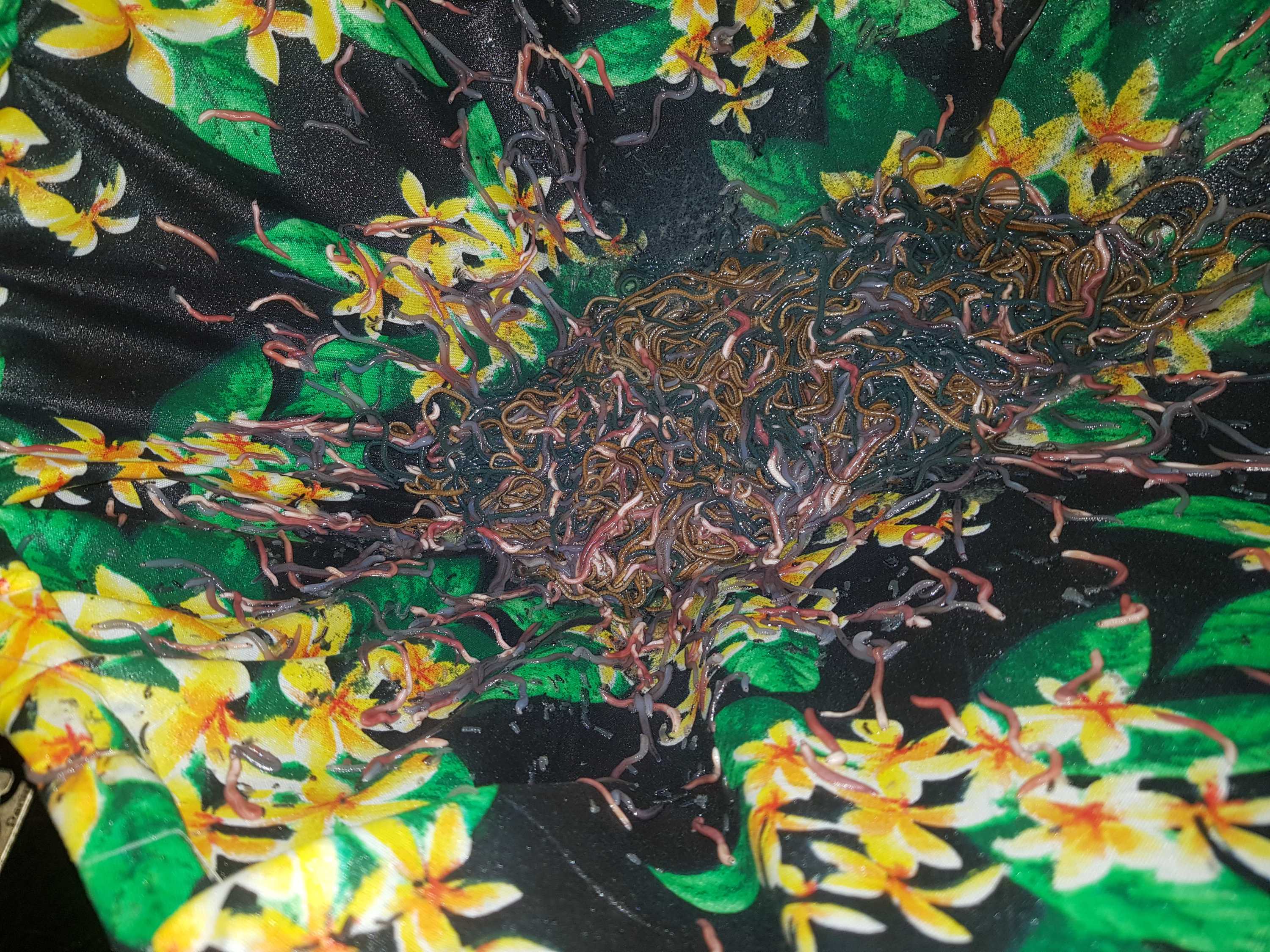 It's palolo season in Samoa and locals have just a few nights to hunt ...