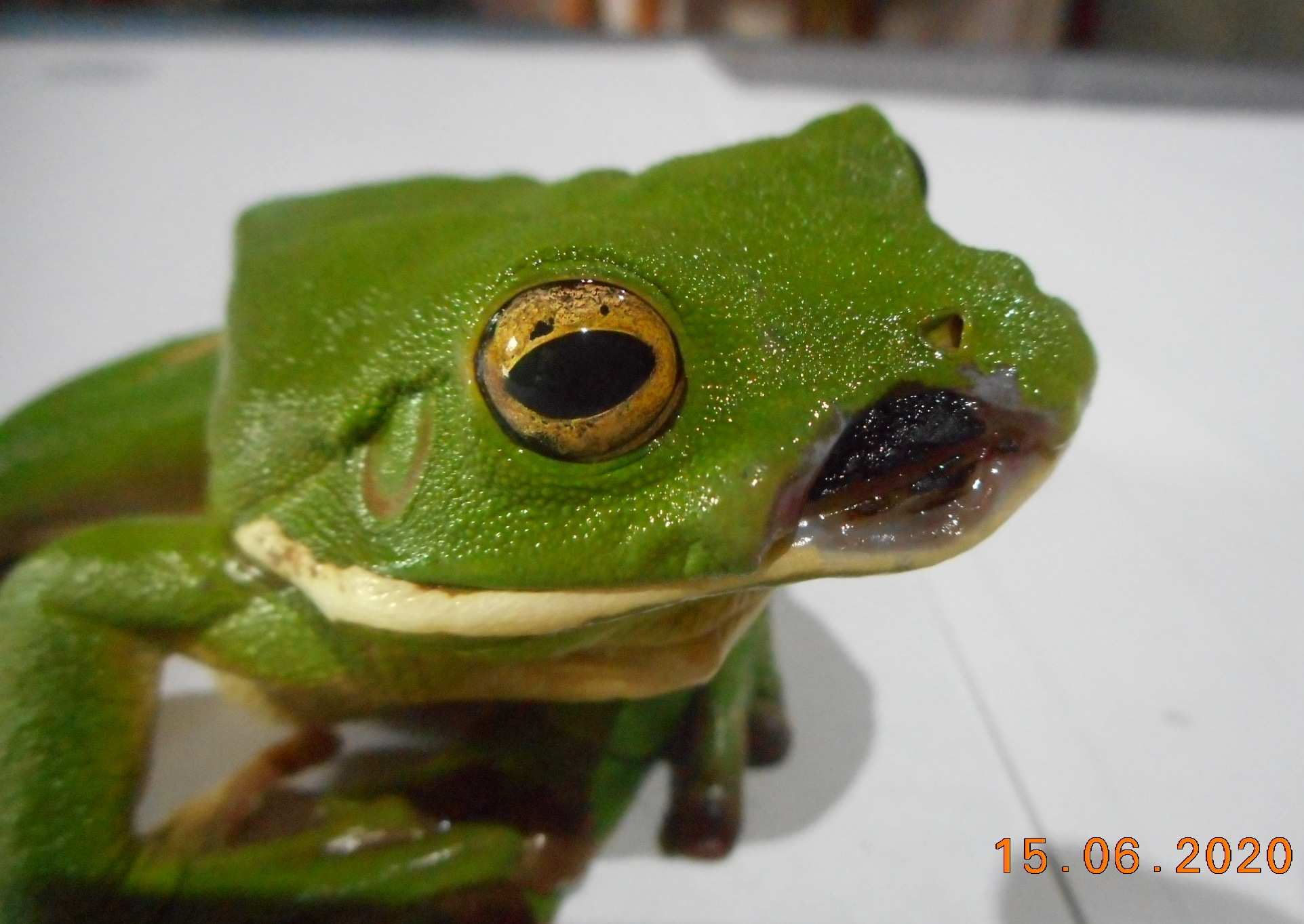 New strain of deadly cancer found in Far North Queensland frogs - ABC News