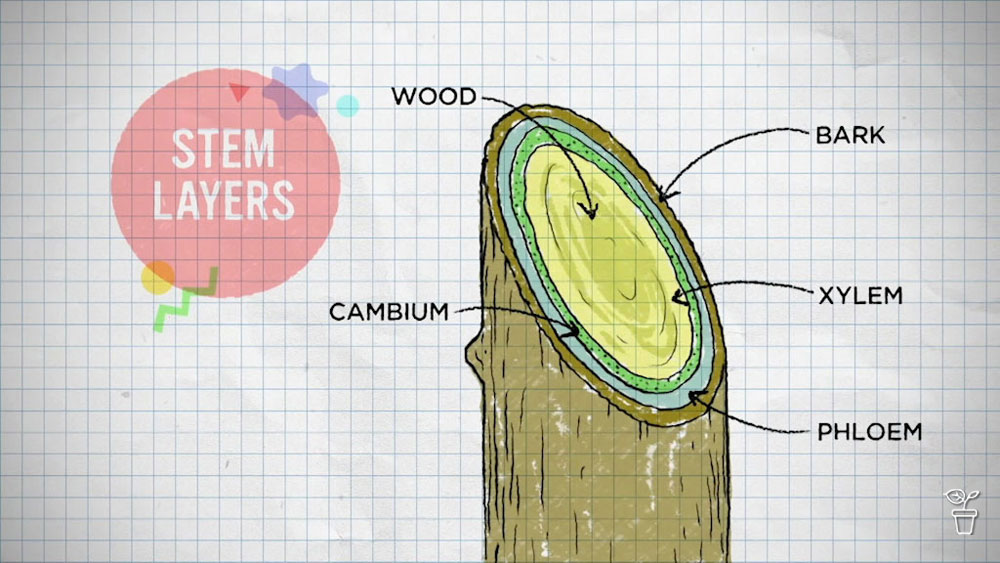 Grafting Grapes - Gardening Australia