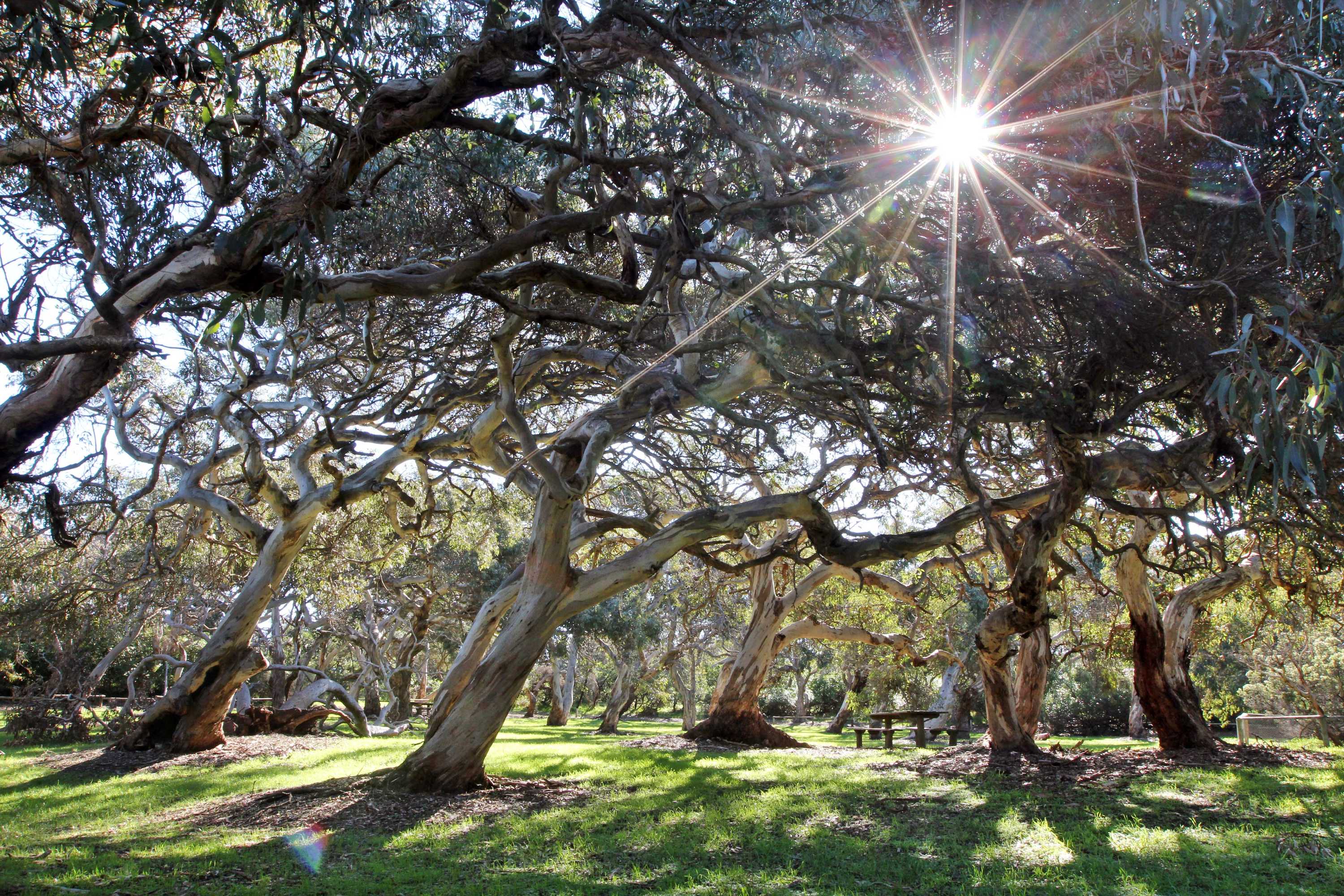 Coastal survivors: South Australia's rare and twisted trees - ABC News