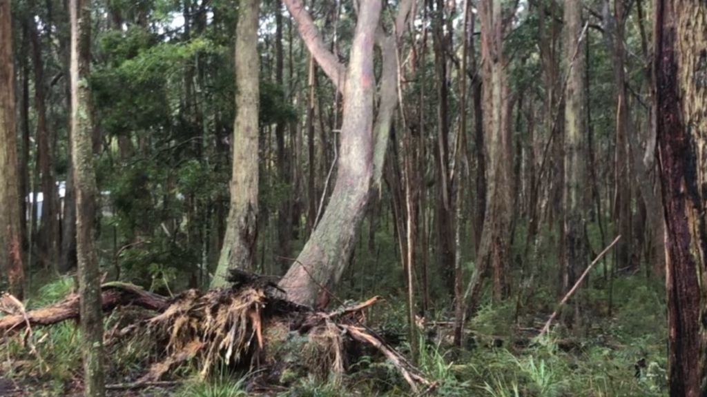Woodend SES warns residents to avoid bushwalking and parks with fallen ...
