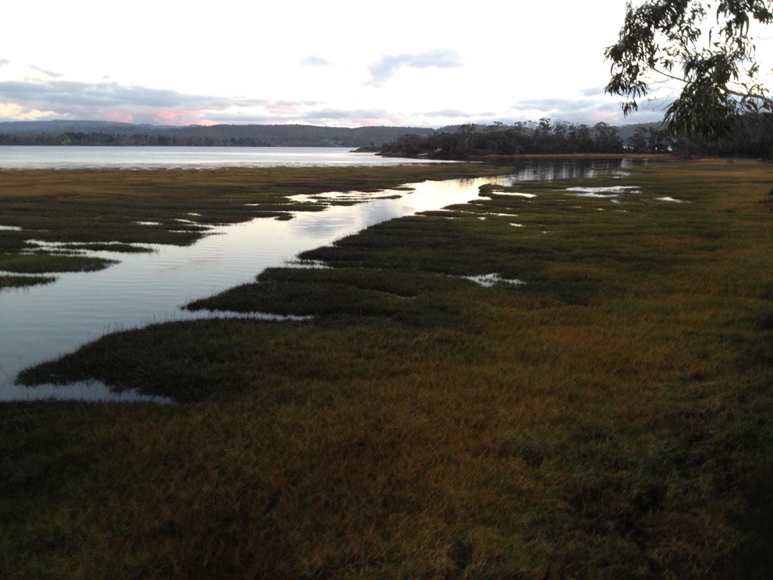 On Drive with Piia: Launceston's Christmas Tree, Tamar River Health ...