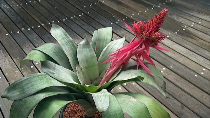 Sun Tolerant Bromeliads