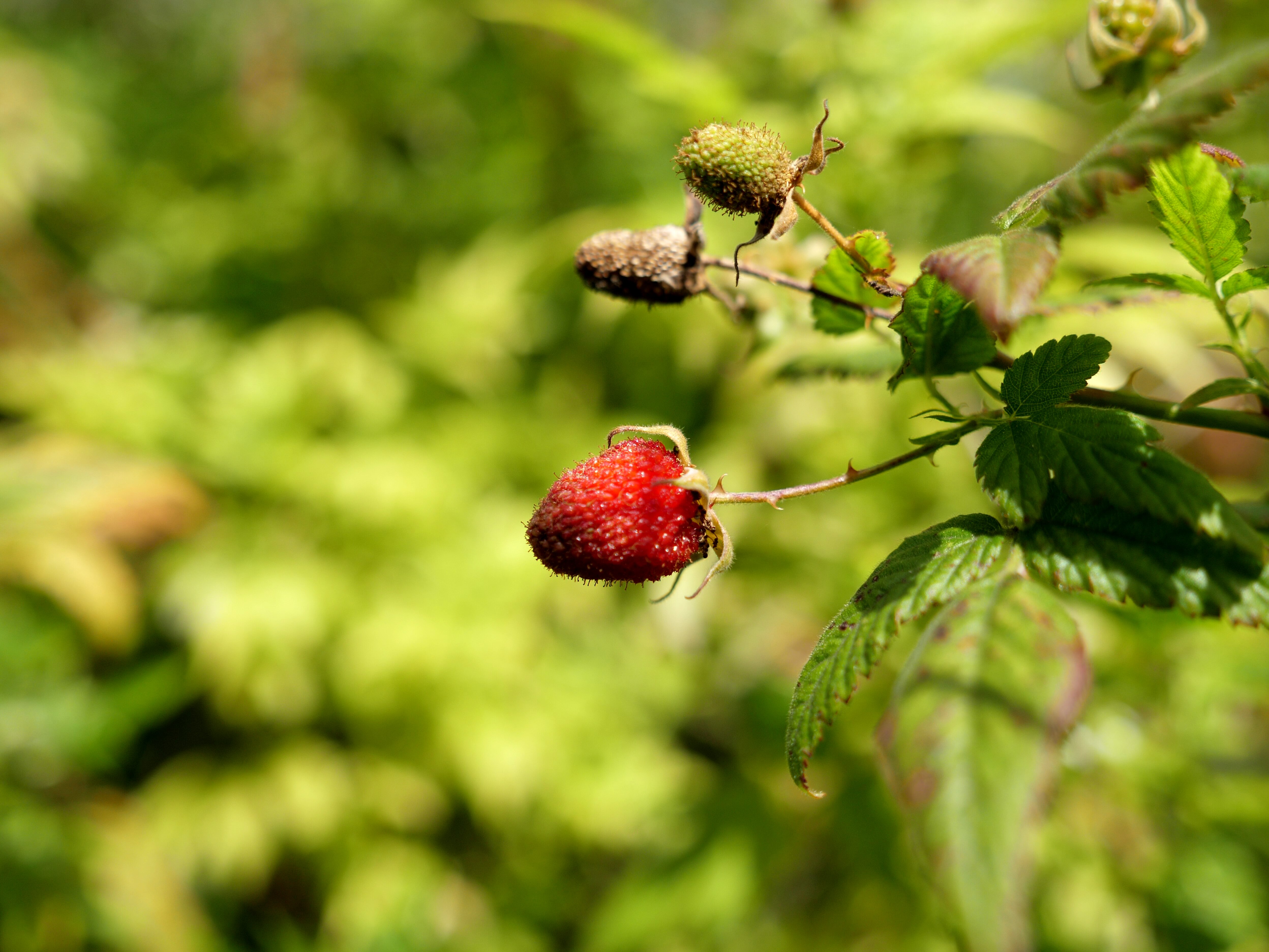 Guardian emus eat locusts, kill foxes on Portland raspberry farm — and ...