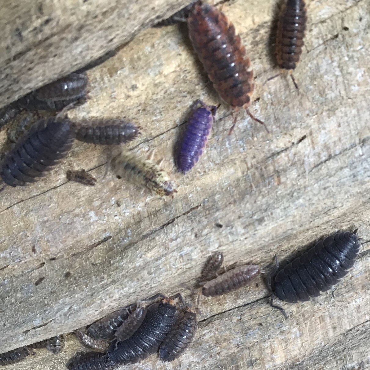 Kongwak Primary School 'citizen scientists' find rare purple slater ...