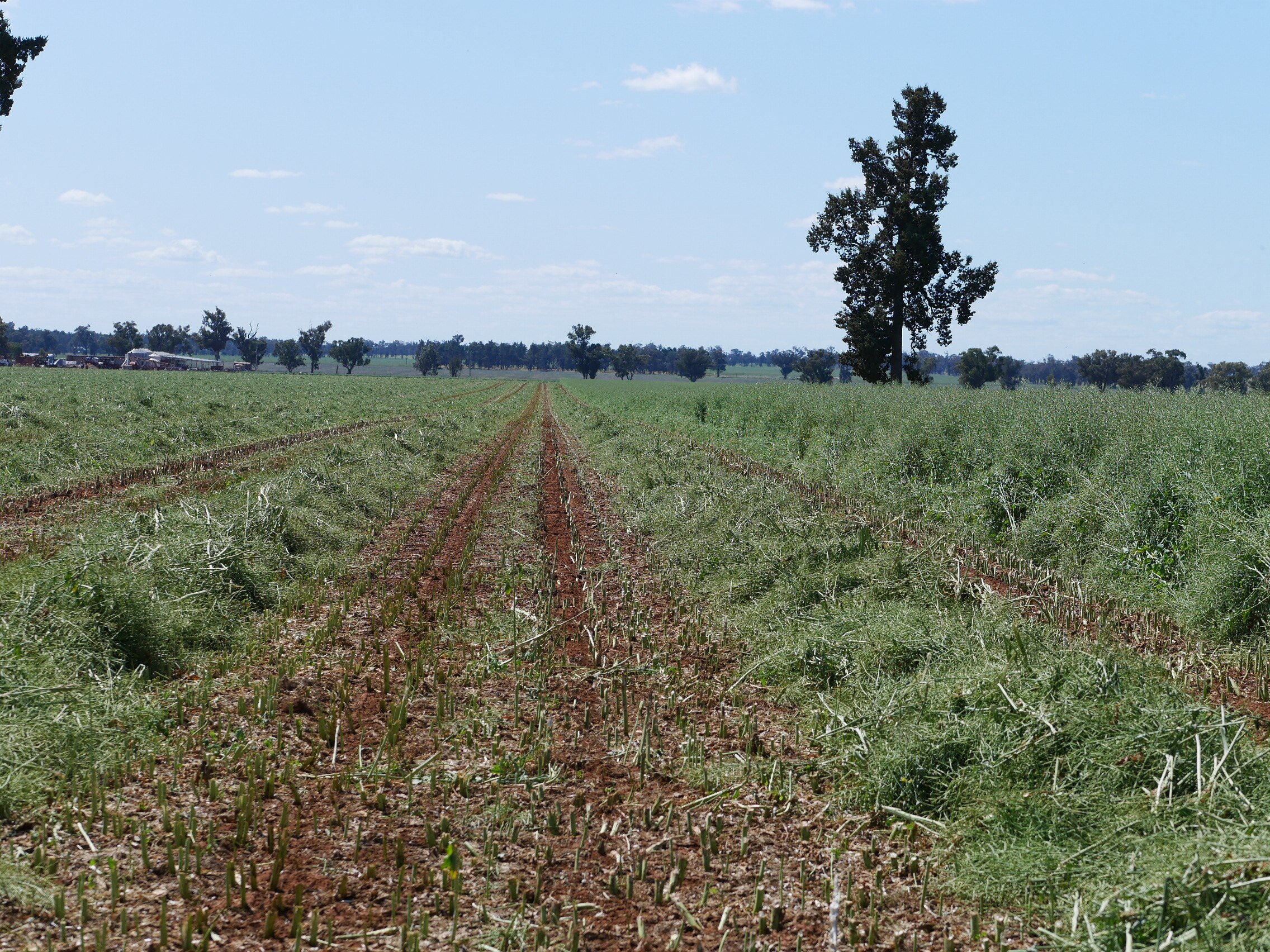 NSW farmers assess frost damaged crops, some needing to be cut for hay ...