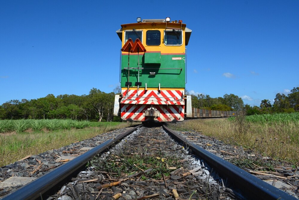 Foraging for edible weeds, and hitching a ride on a cane train - ABC listen