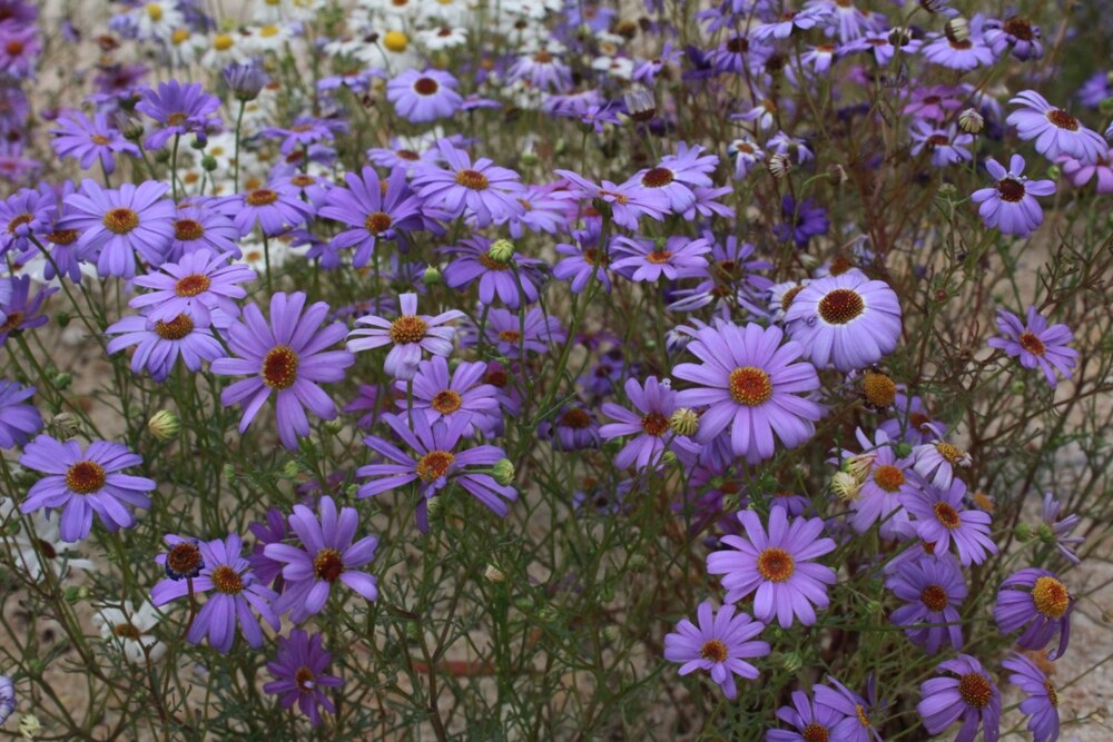 Native Australian daisy garden opens at the National Botanic Gardens ...