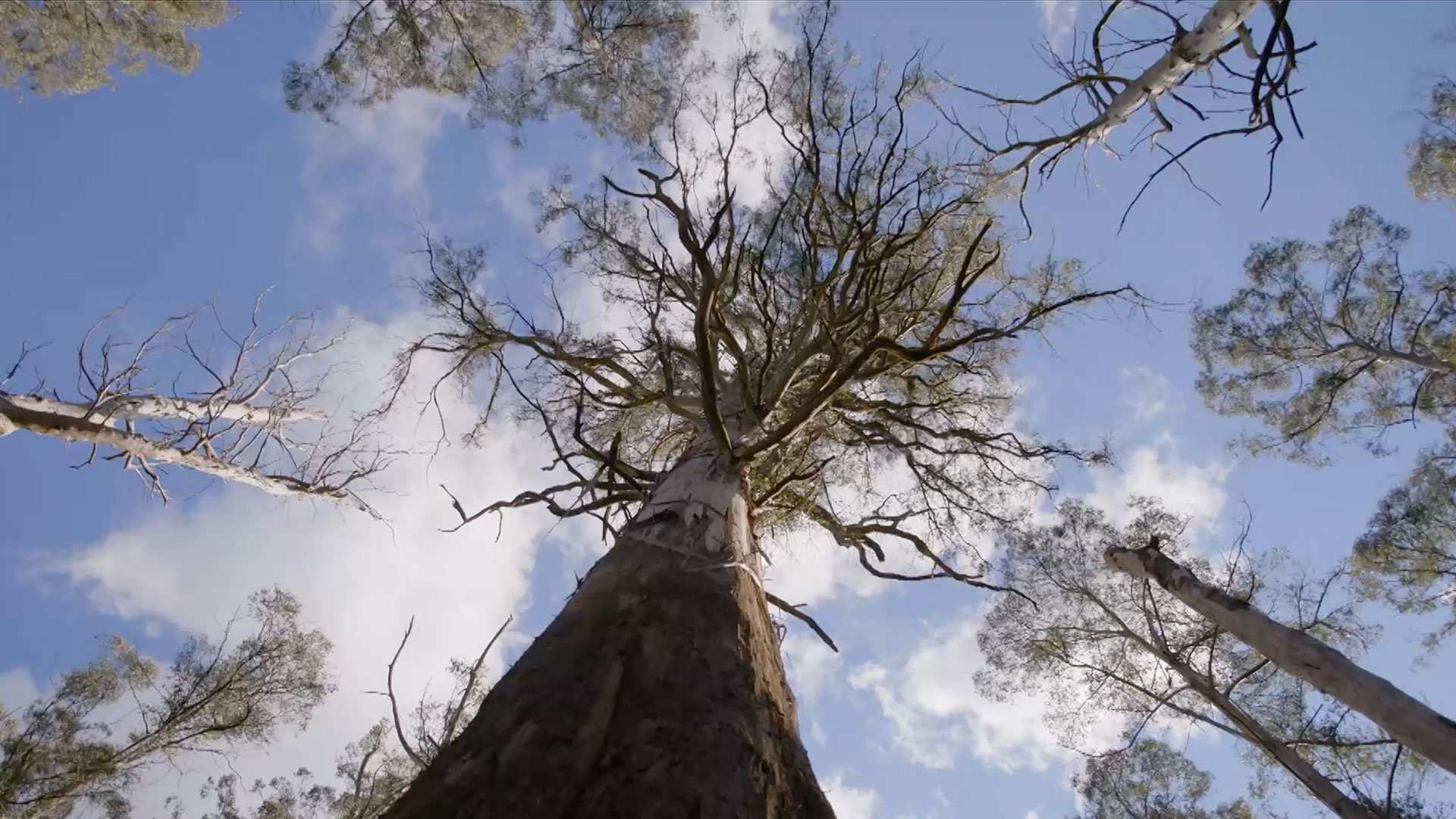 Mountain ash forests are under threat from climate change and logging ...
