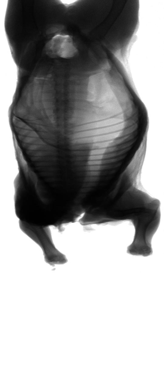 3D imaging, x-ray and other hi-tech devices set to revolutionise ...