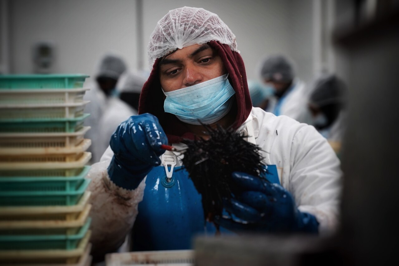 It looks like a yellow human tongue. Here's Australia's booming seafood ...