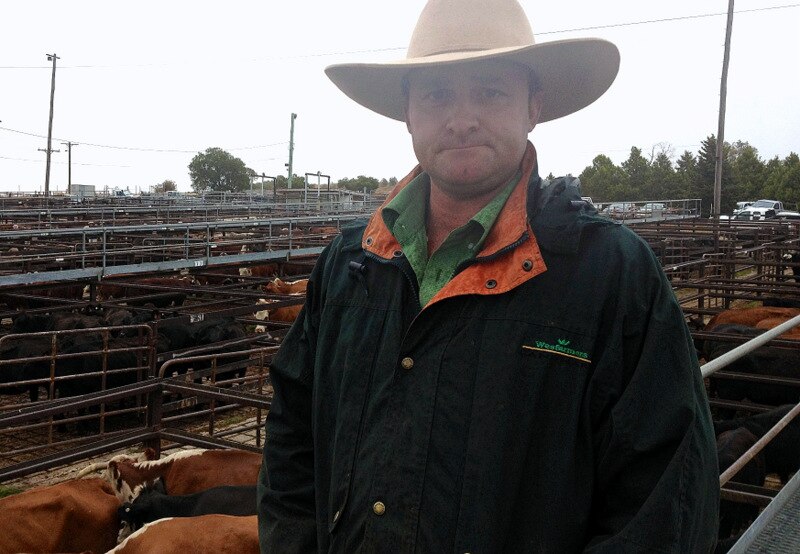 Cattle numbers high as drought spreads - ABC News