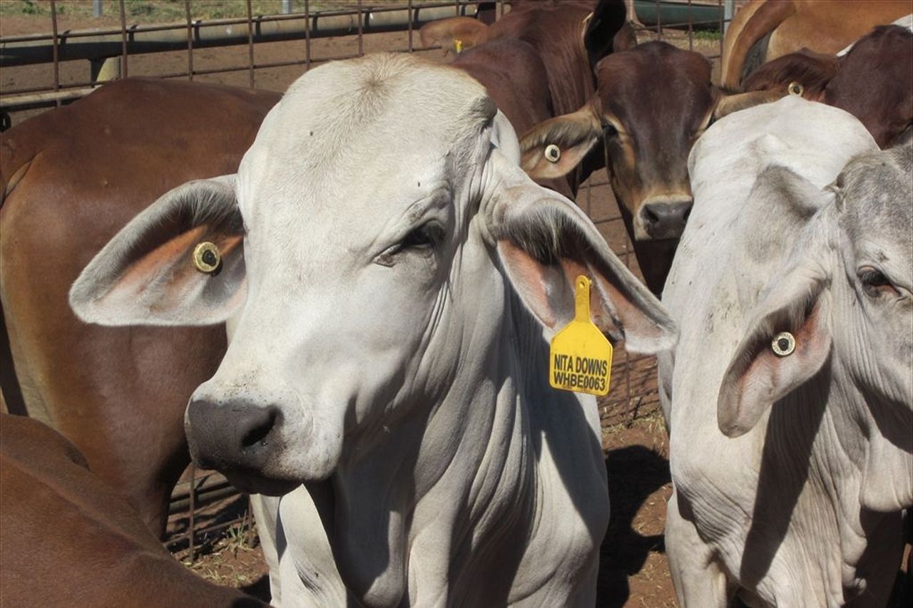 Live export regulations improve animal welfare - ABC listen