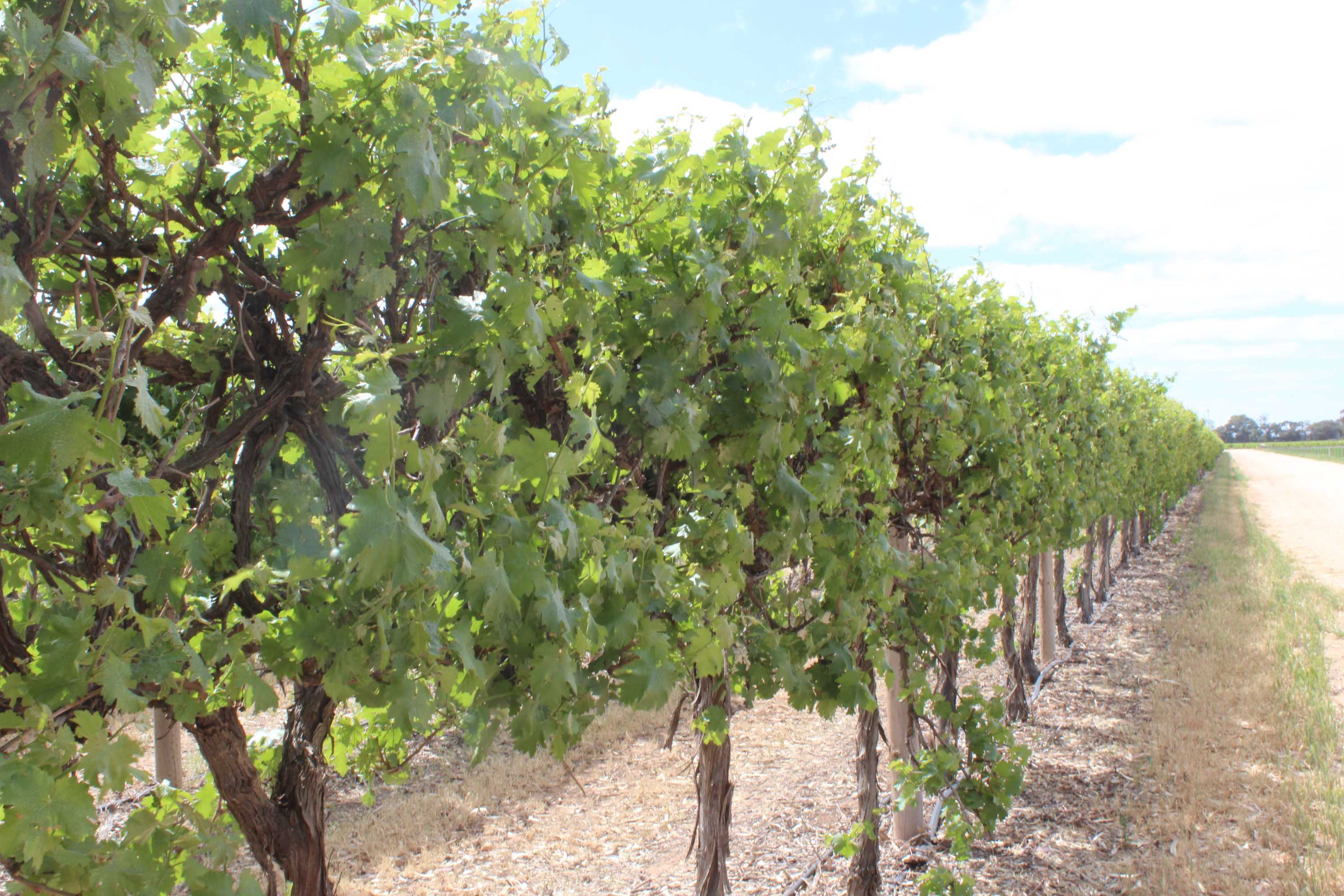 Riverland grape grower reaps rewards of farm diversification - ABC News