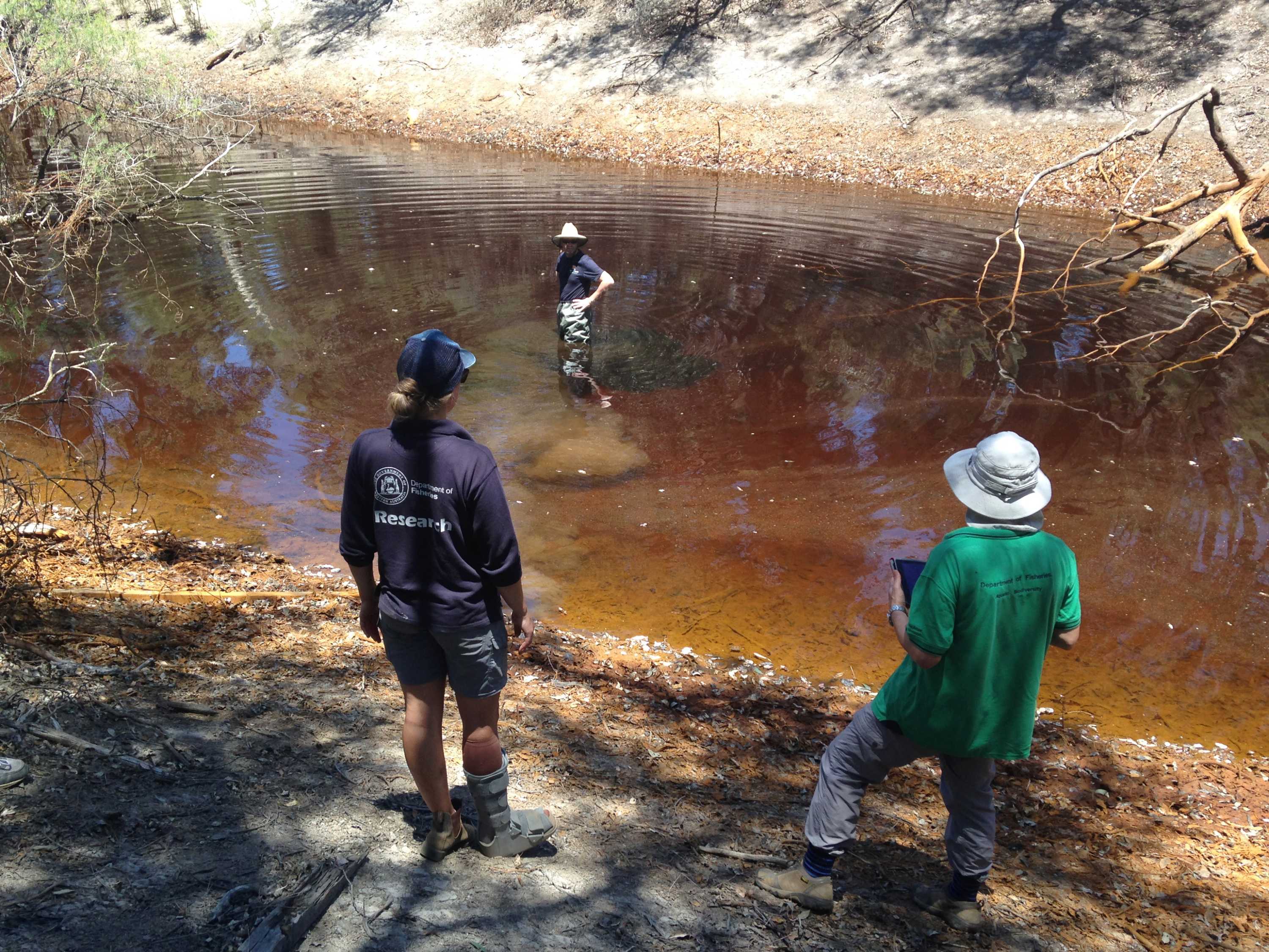 Marron rescue: Crayfish moved from dry Collie River bed - ABC News