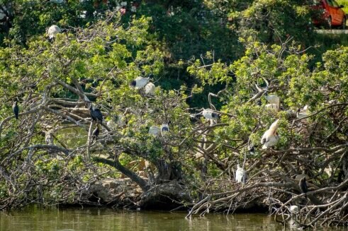 Moreton Bay ibis study provides clues on how to manage 'bin chicken ...