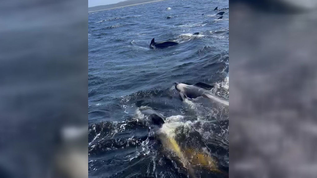 Fishing vessels herd pilot whales out of Macquarie Harbour and away ...