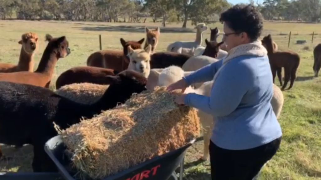 Raising alpacas takes more care and effort than you might think - ABC News