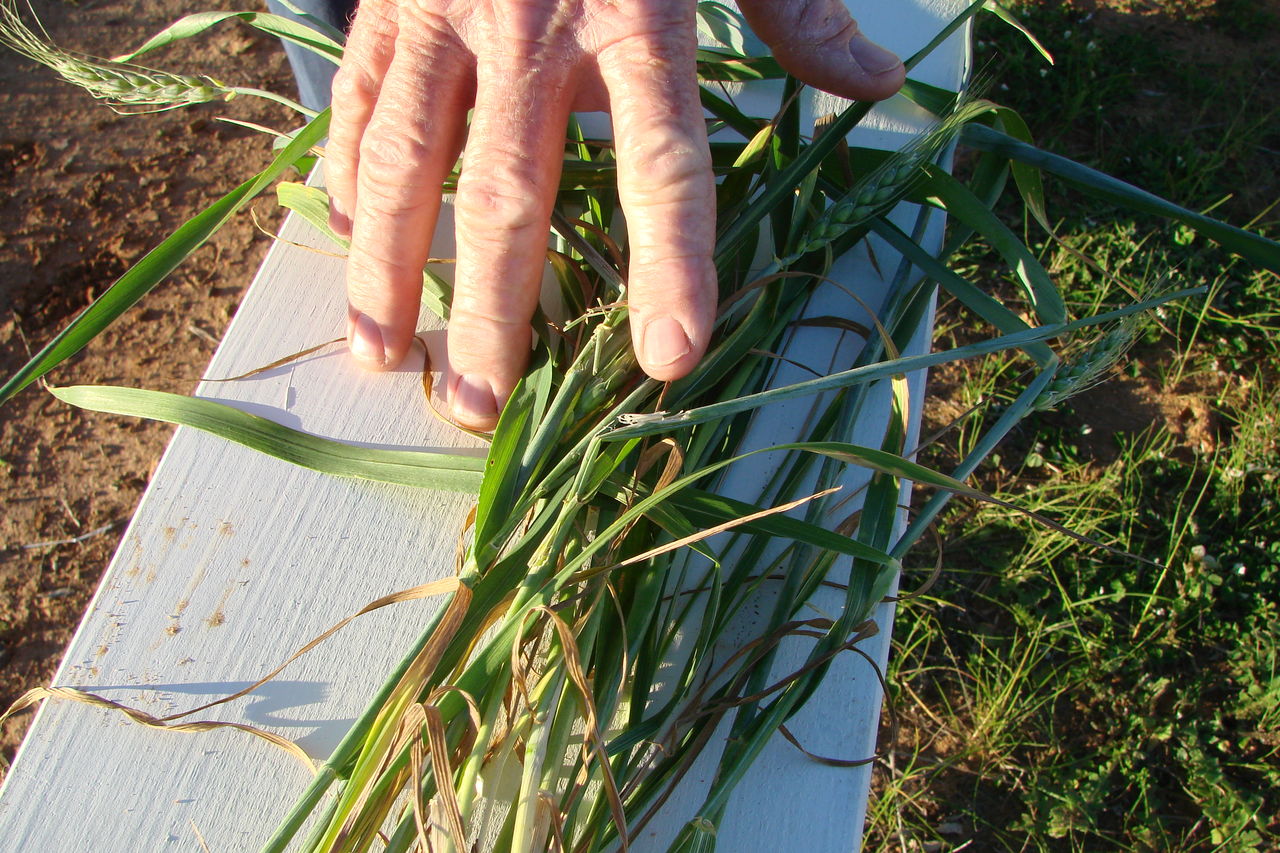 Mice chew through wheat, lupins at Binnu - ABC News