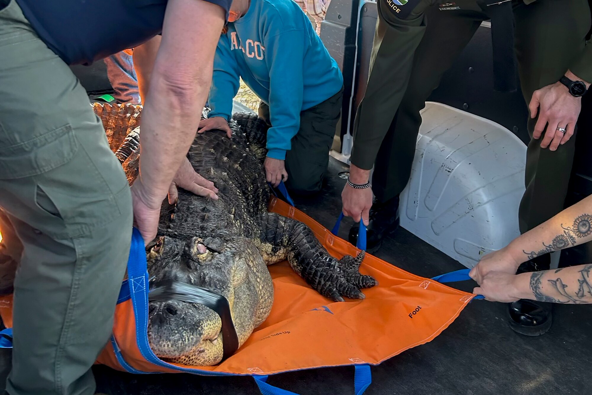 Ailing 340-kilogram alligator seized from New York home where it was ...