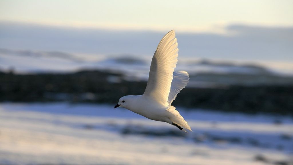 Snow petrels in Antarctica - ABC News