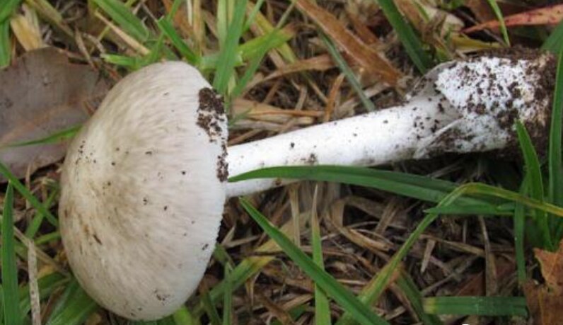 Deadly mushroom found growing in WA officially identified after being ...