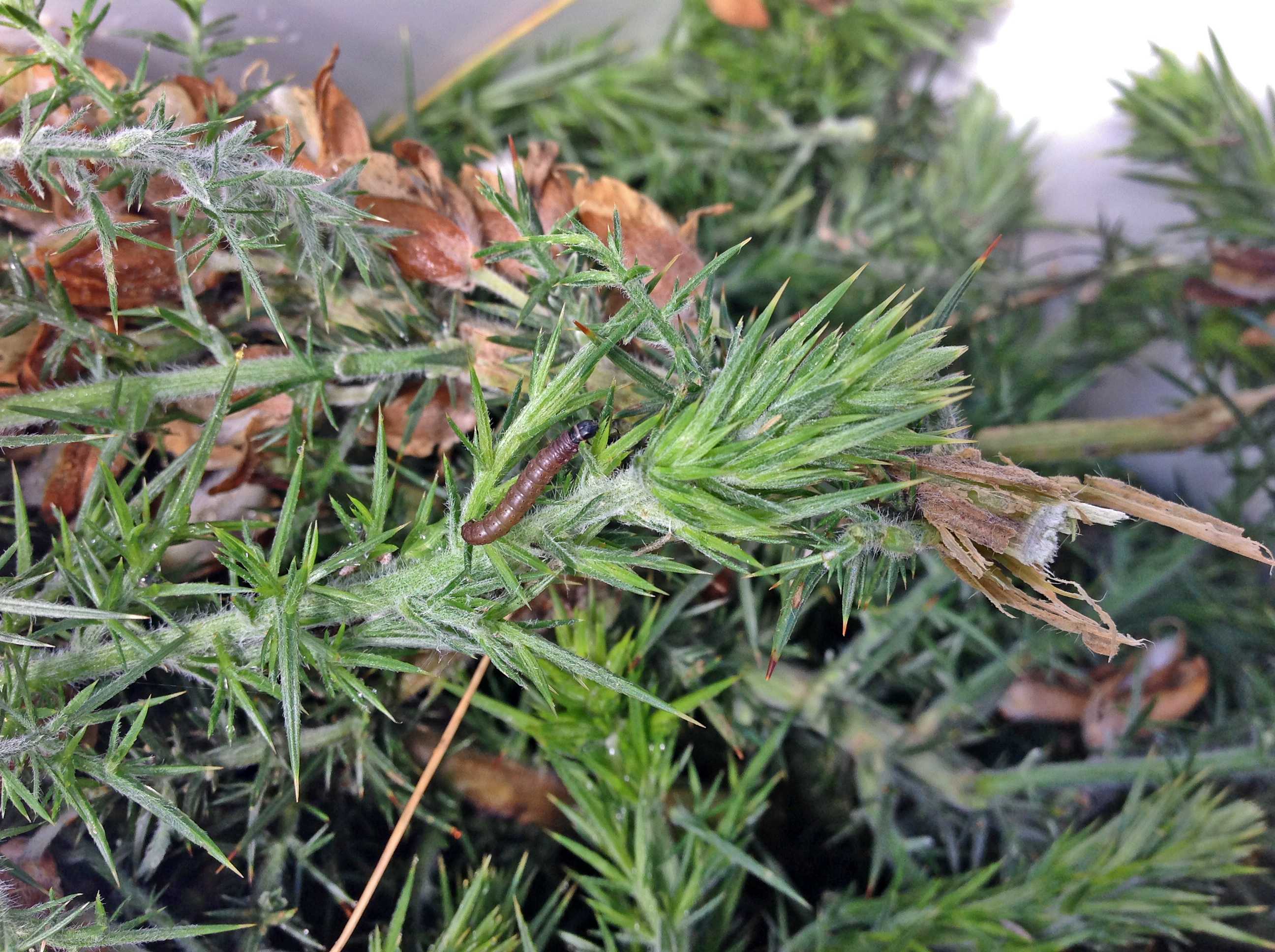 Moth larvae being released across Tasmania to attack invasive gorse ...