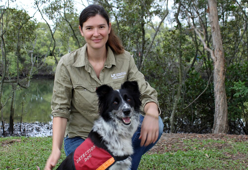 University recruiting new koala-poo-sniffing canines after program ...